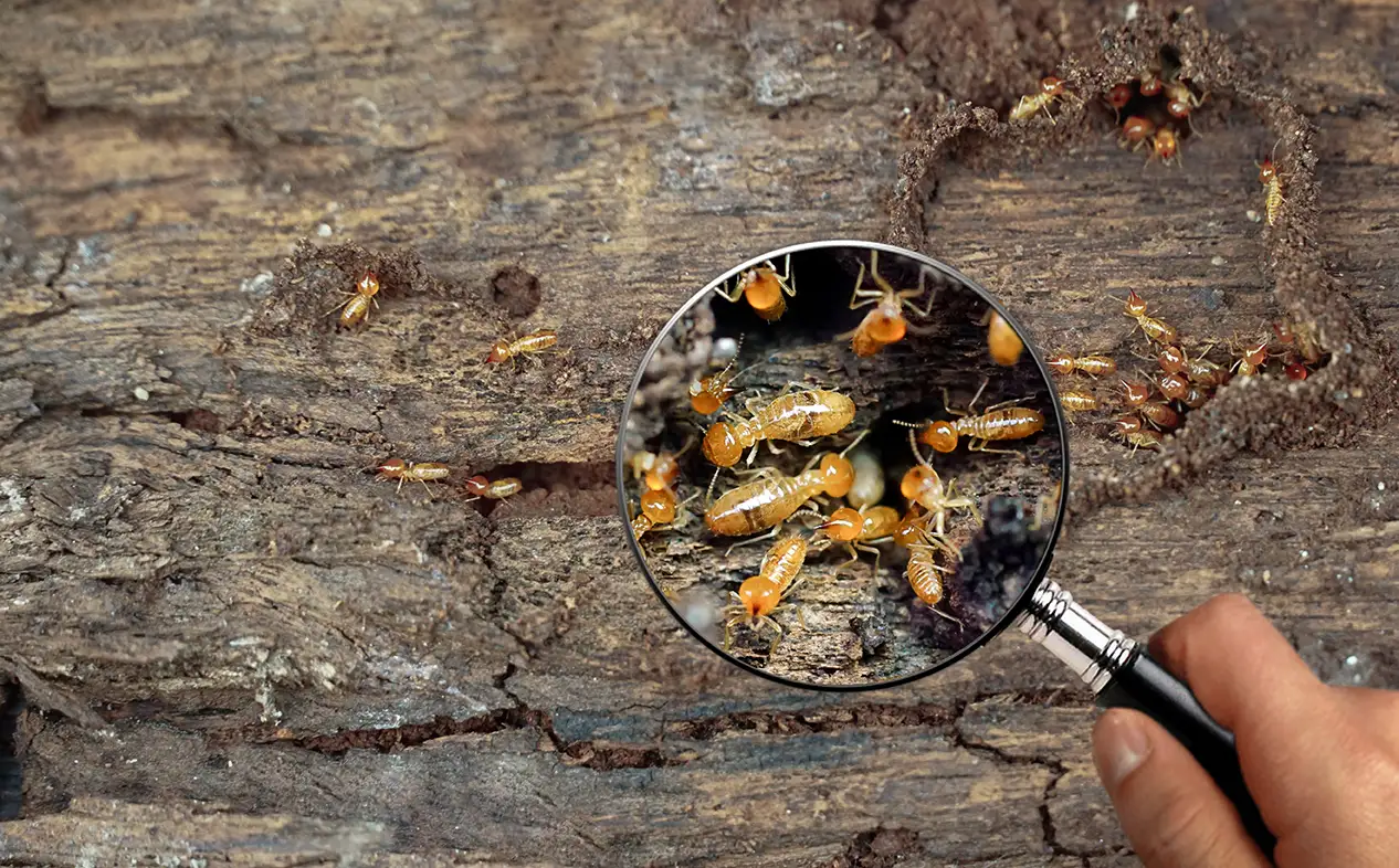 The 5 Most Common Termite Treatment Options | How Termite Treatments Work